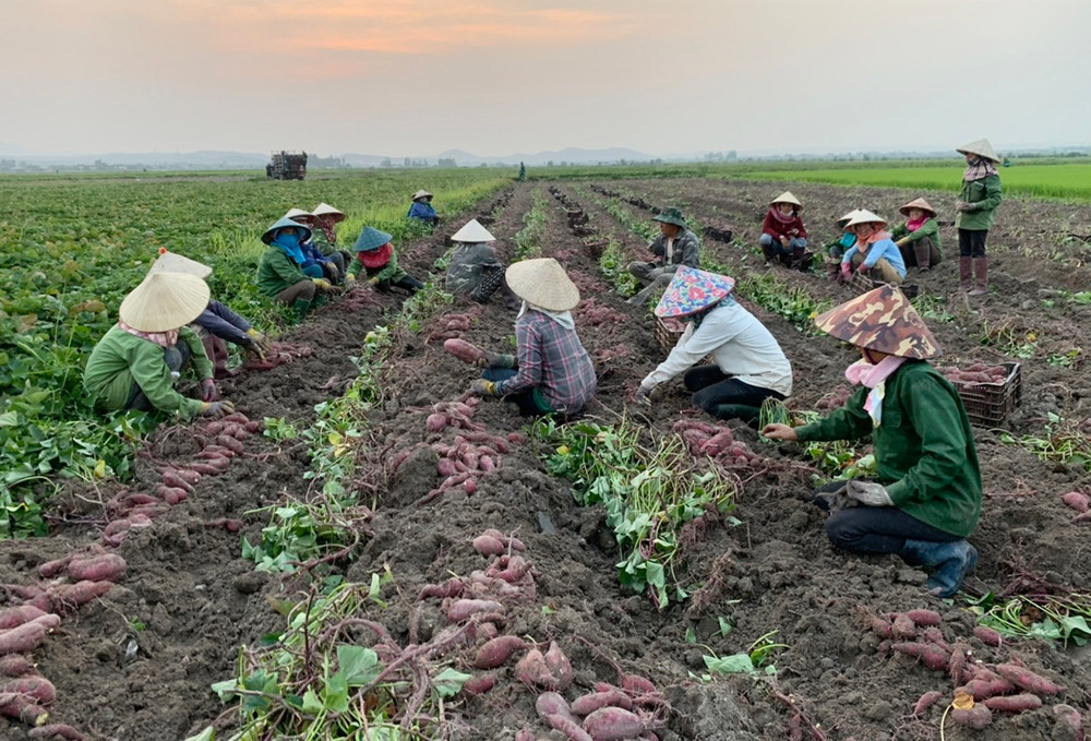 Nỗi nhớ tháng mười hai... - Báo Nam Định điện tử